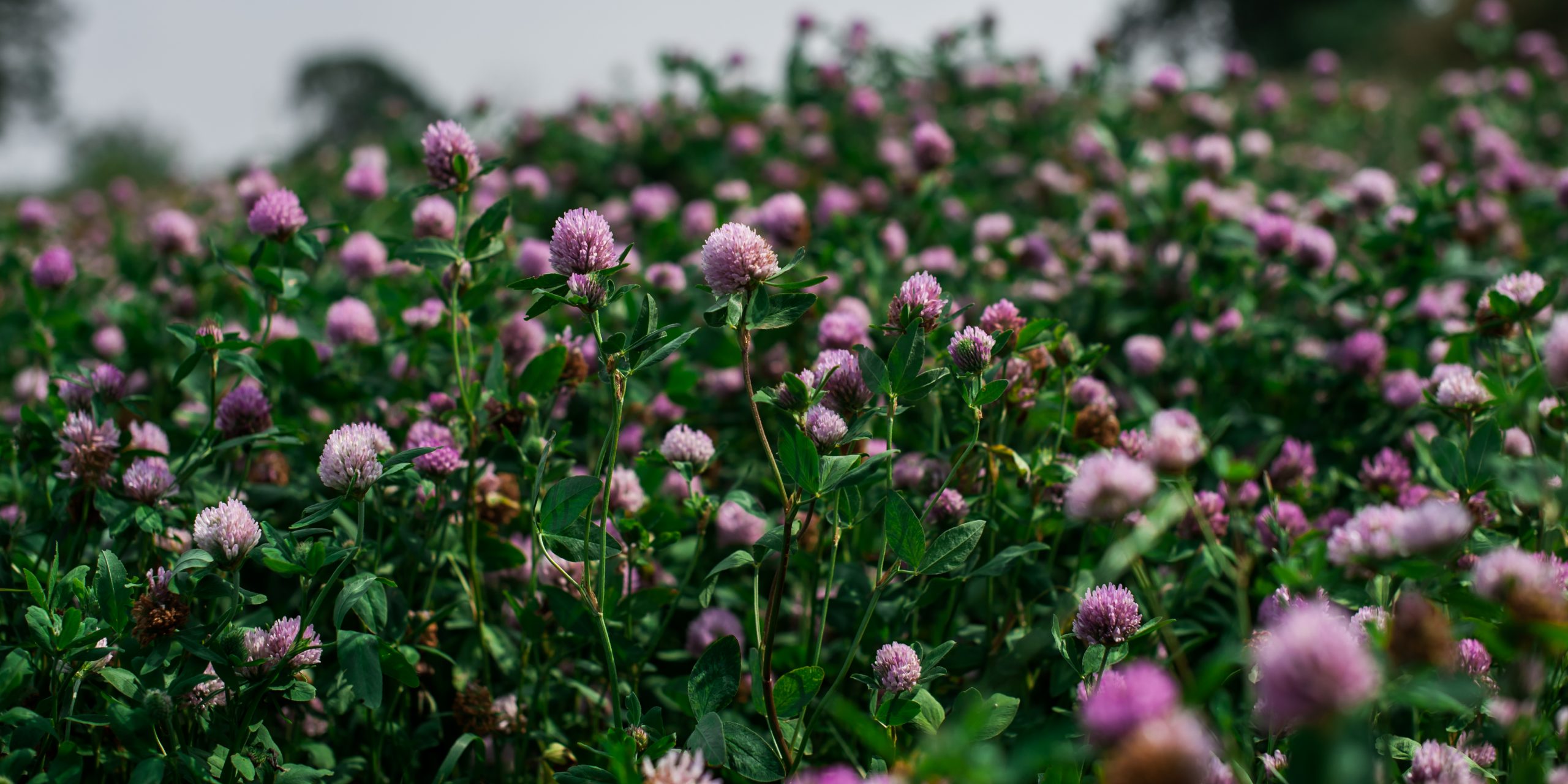 Advice On Gathering Milling Clover The Sourdough Club